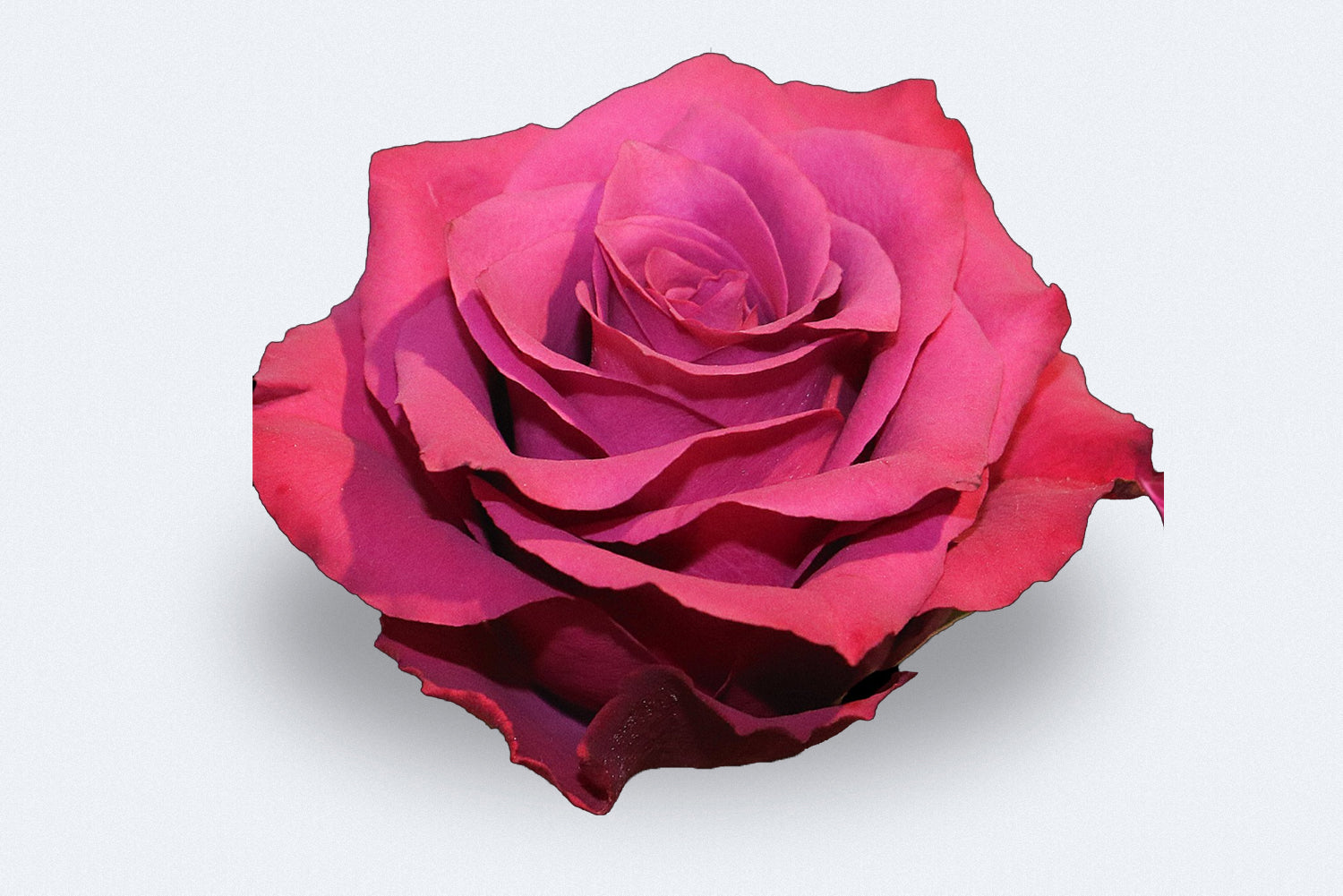 Colombia Direct - Ascot Roses