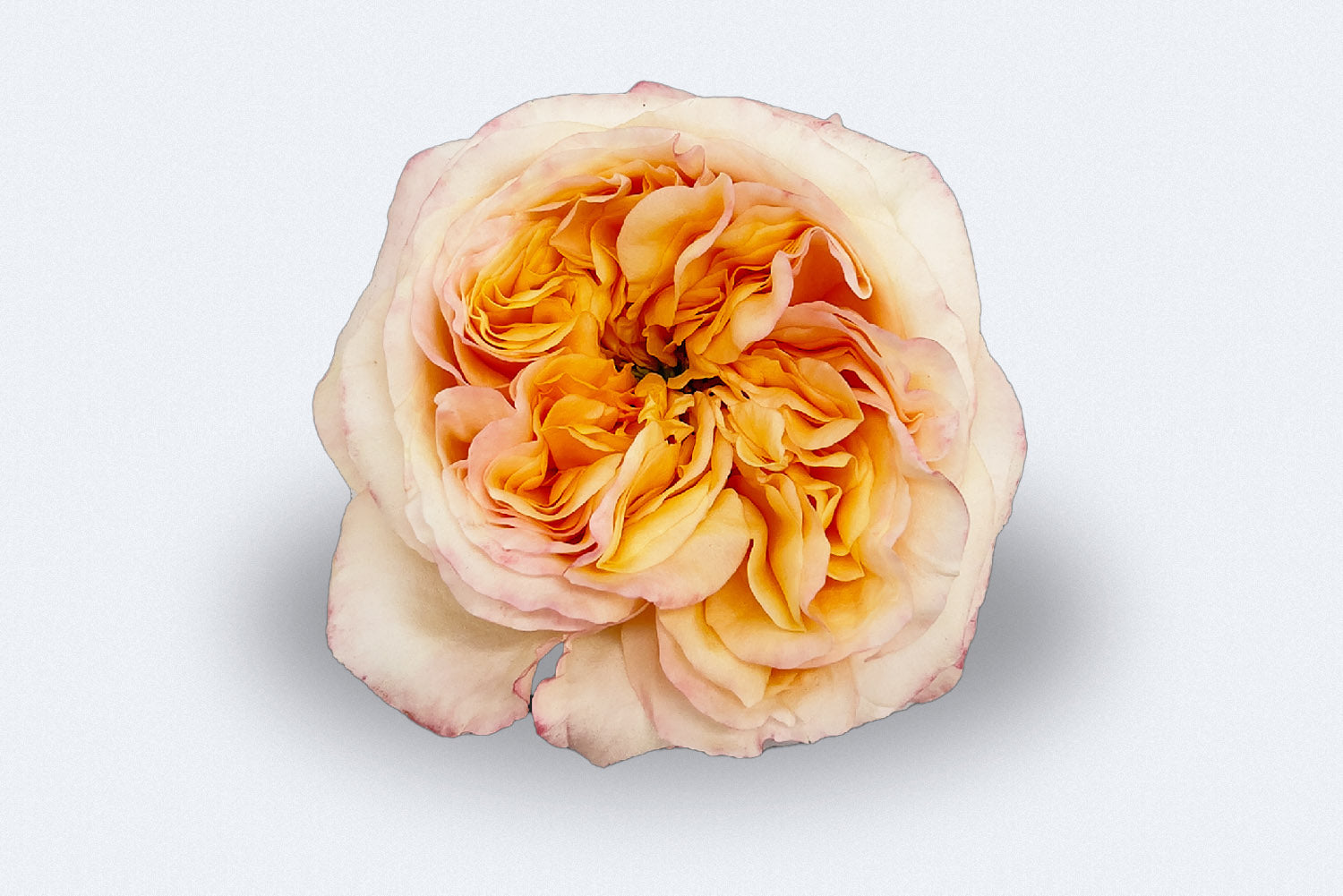 Colombia Direct - Cream X-Pression Roses