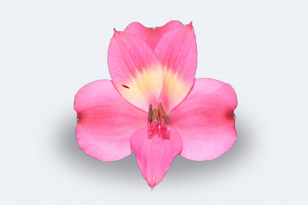 Colombia Direct - Intenz Pink Alstroemerias