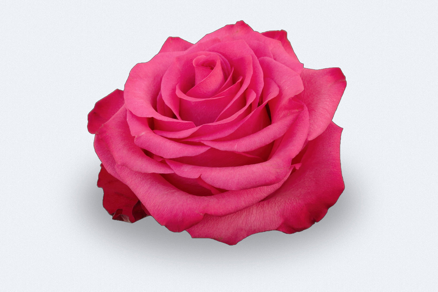 Colombia Direct - Queensberry Roses