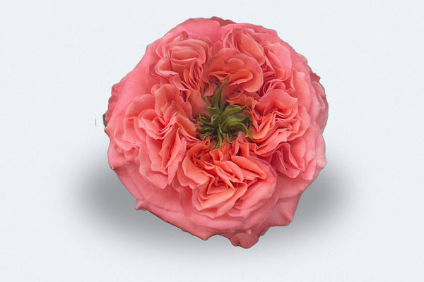 Colombia Direct - Mandarin X-Pression Roses