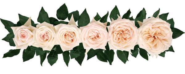 Princess Maya (Japanese) – Colombia Direct