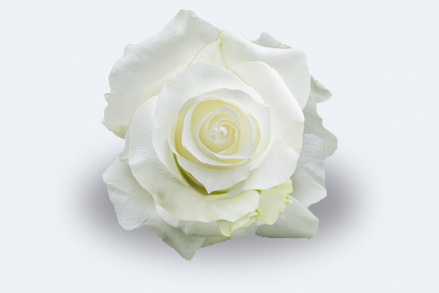 Colombia Direct - Proud Roses