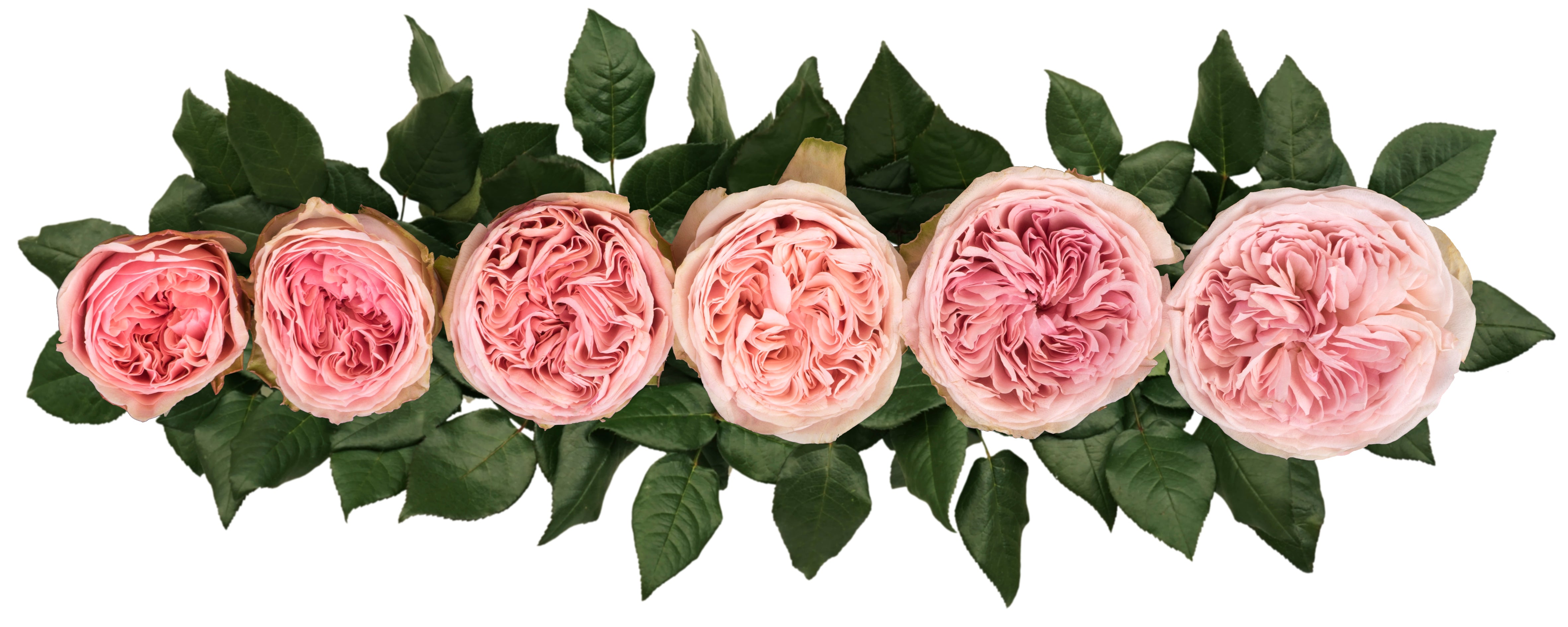 Senlitsu (Wabara) – Colombia Direct