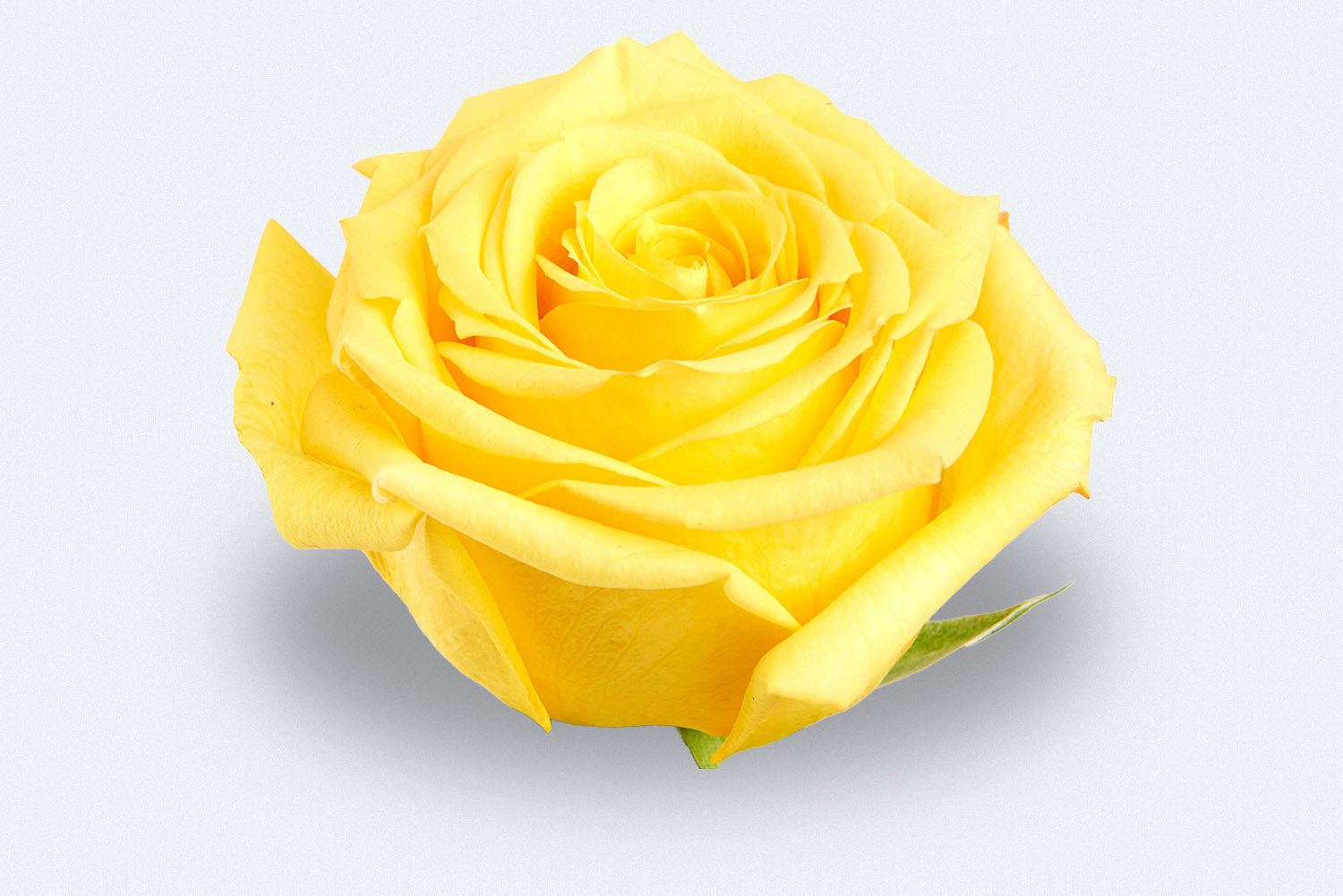Colombia Direct - Super Sun Roses