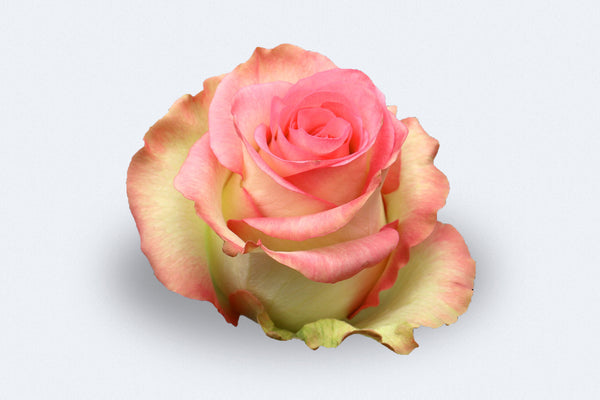 Colombia Direct - Swan Roses
