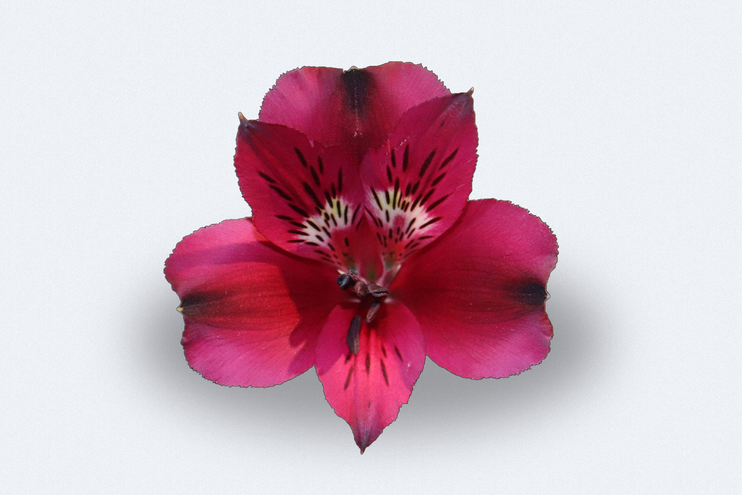 Colombia Direct - Velvet Queen Alstroemerias