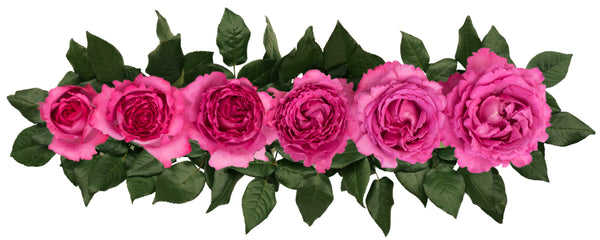 Yves Piaget (Deluxe) – Colombia Direct