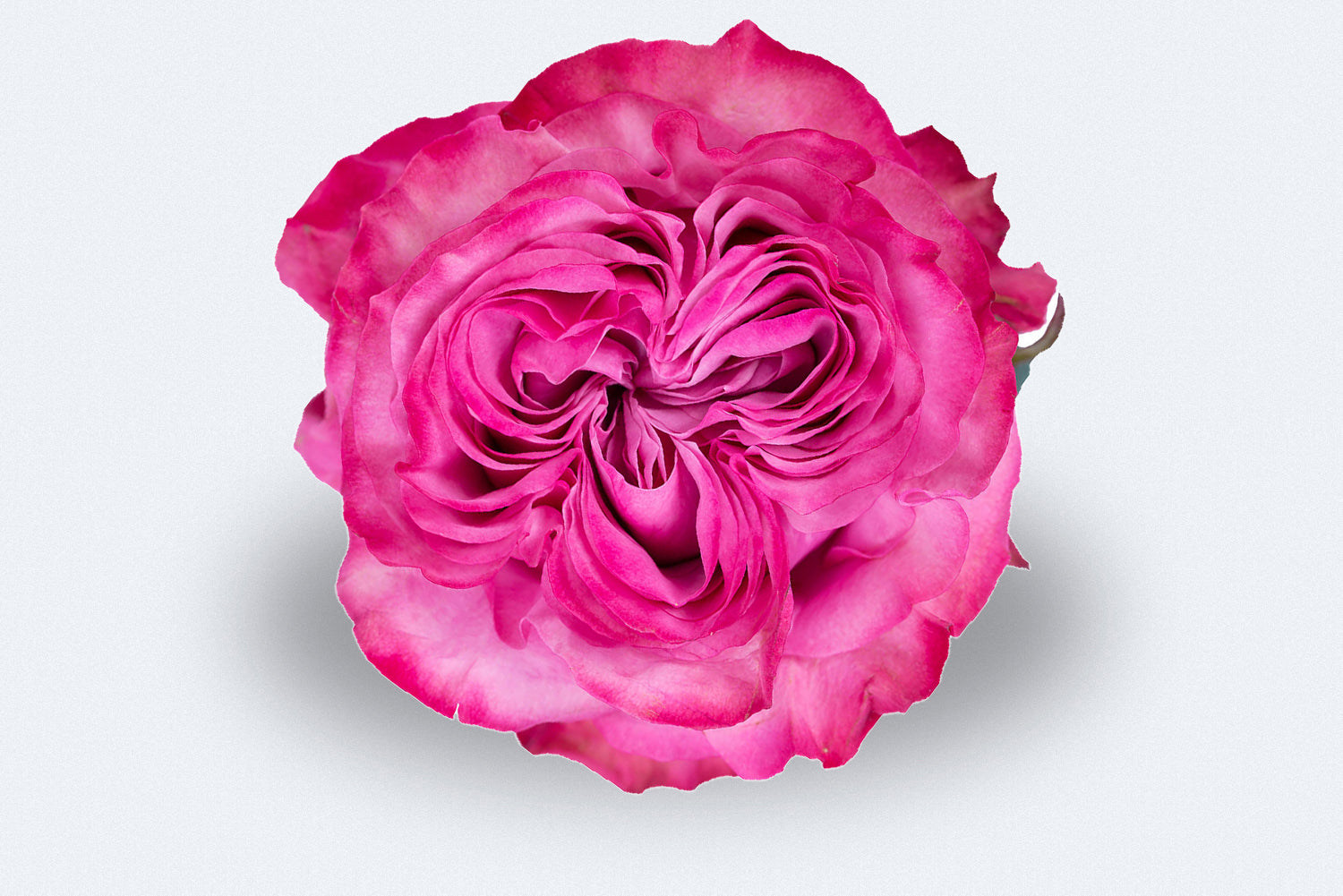 Colombia Direct - Country Blues Roses