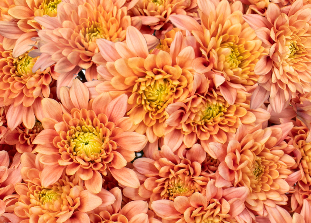 Colombia Direct - Salmon Veronica Cushion Poms