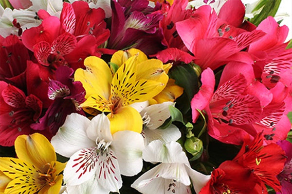 Colombia Direct - Assorted Alstroemeria