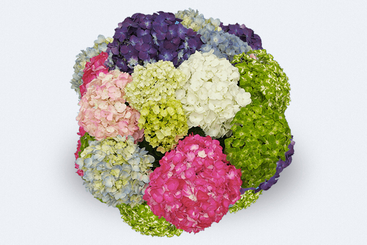 Colombia Direct - Assorted Hydrangeas Box