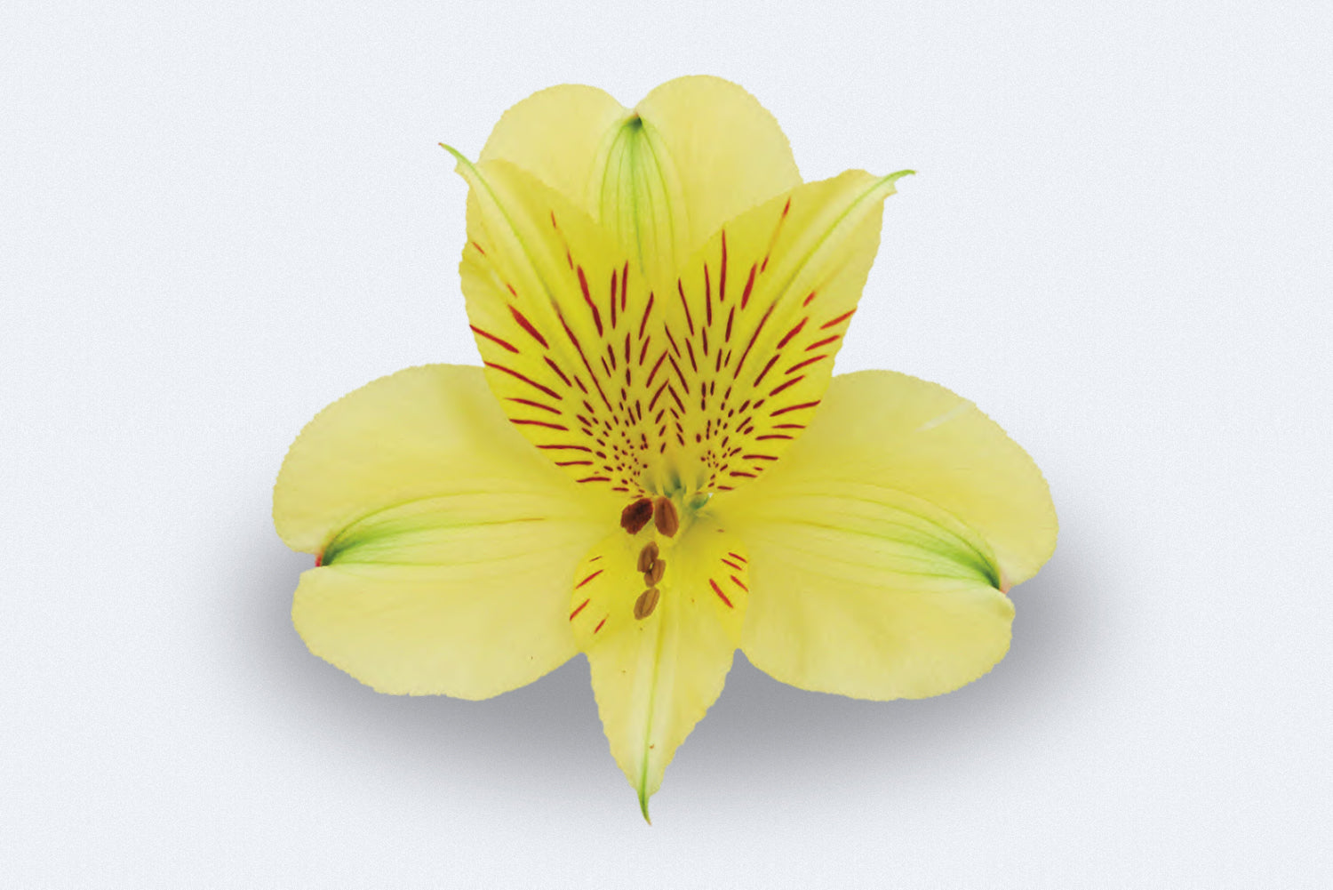 Colombia Direct - Cheesecake Alstroemerias