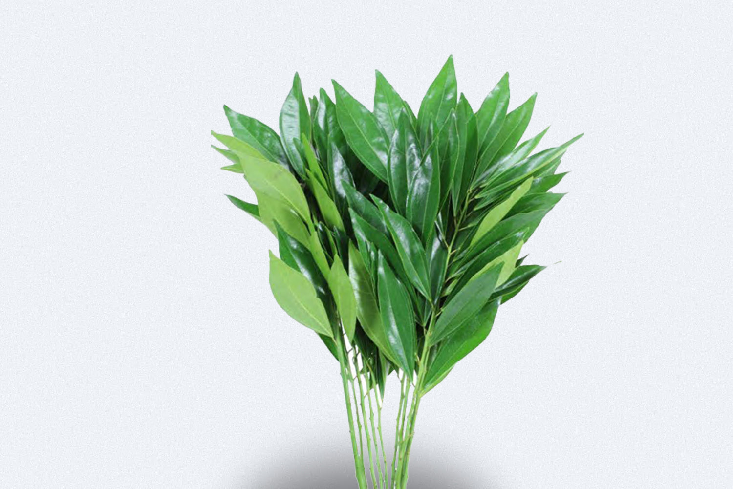 Colombia Direct - Cocculus
