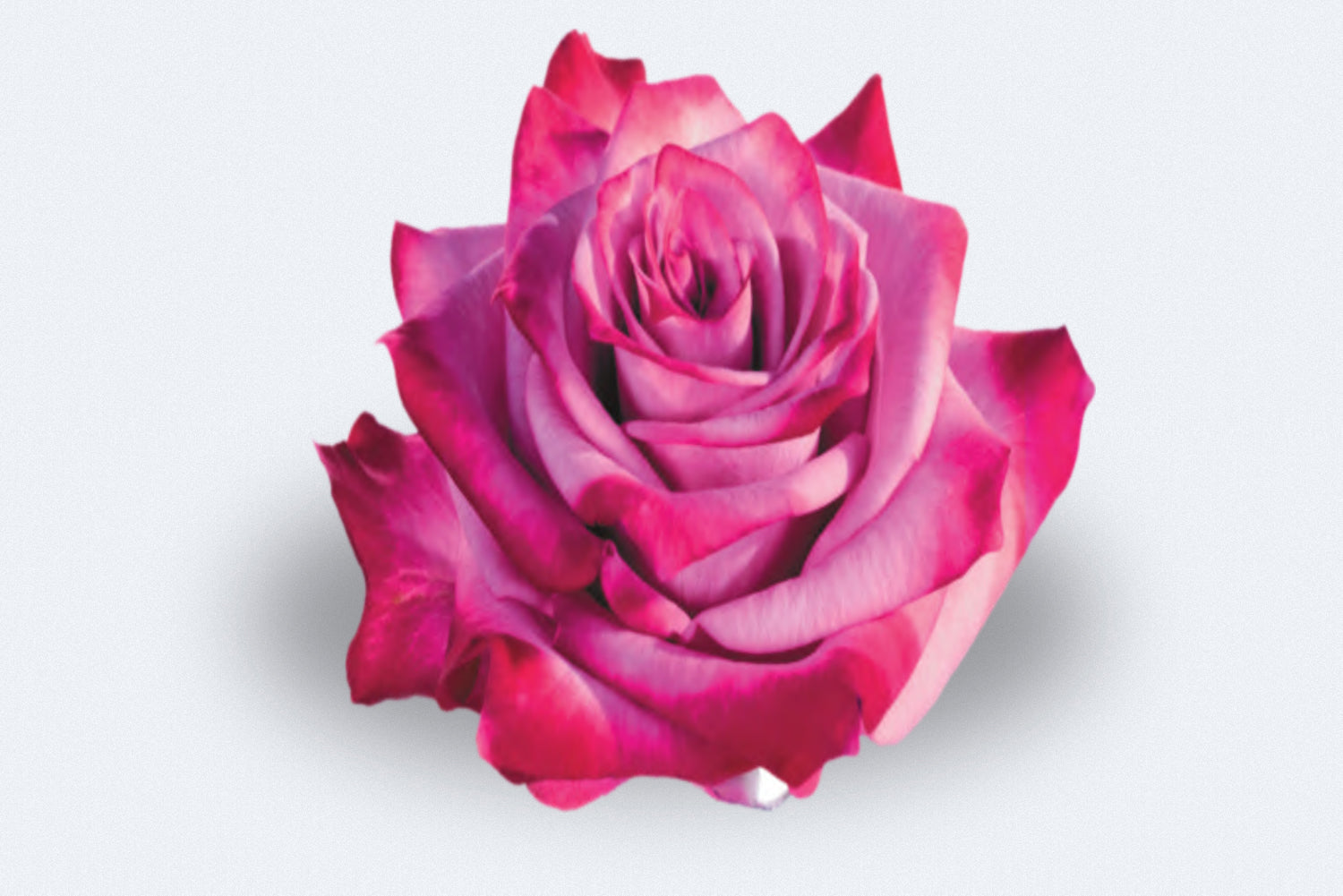 Colombia Direct - Deep Purple Roses