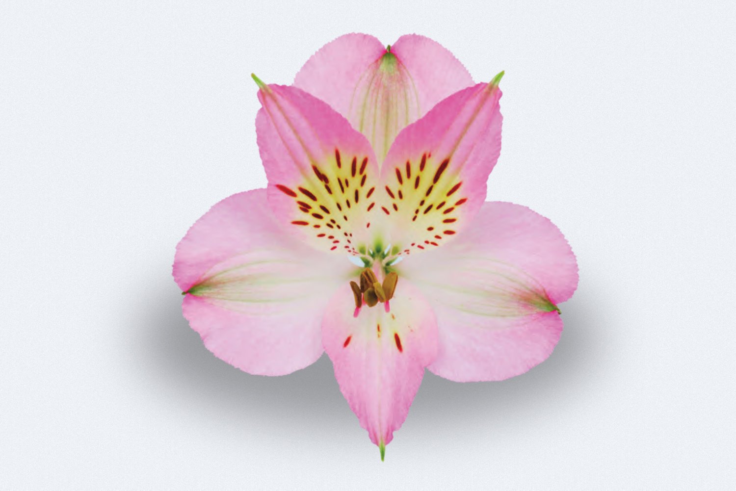 Colombia Direct - Assorted Alstroemeria
