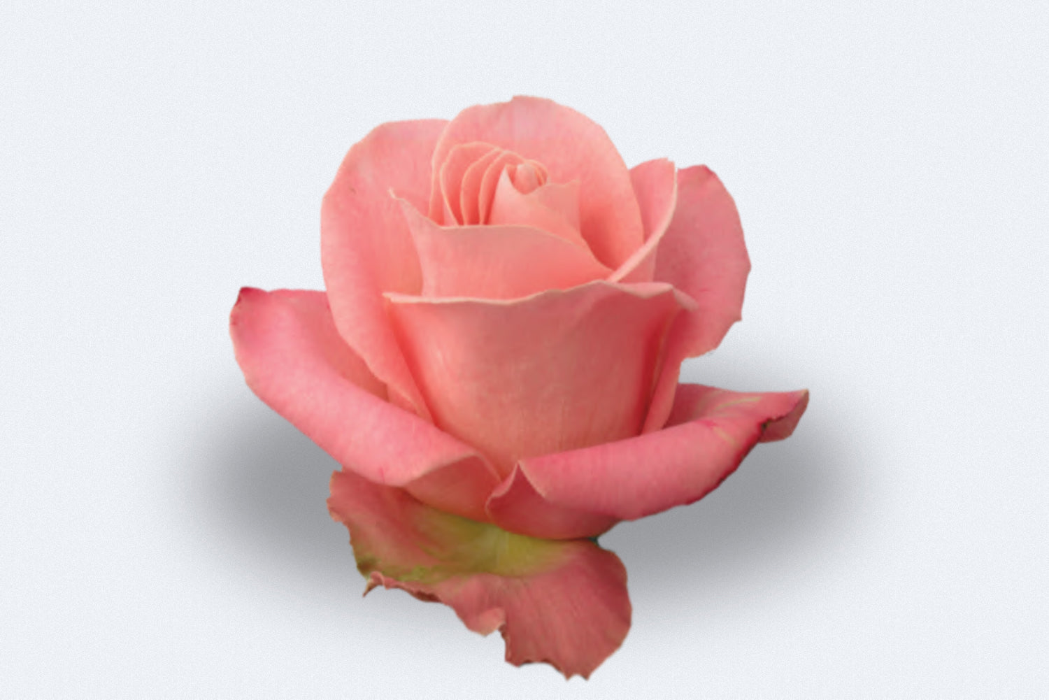 Colombia Direct - Hermosa Roses
