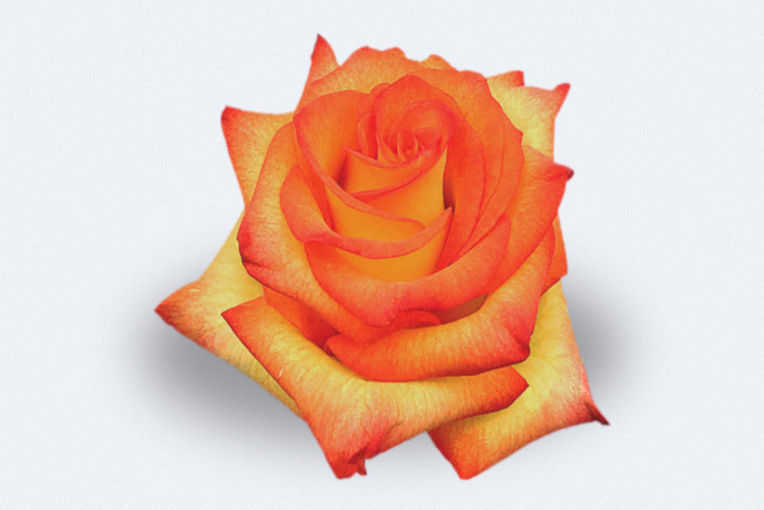 Colombia Direct - High & Magic Roses