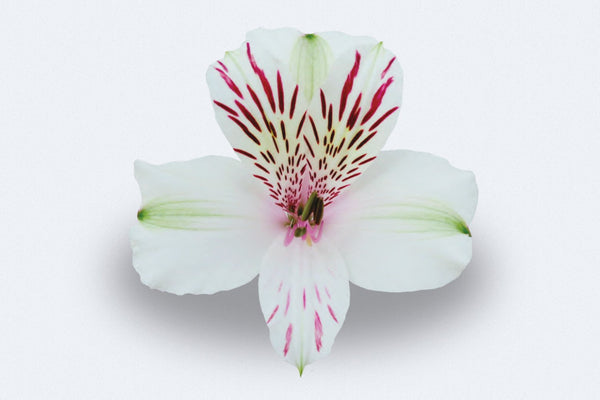 Colombia Direct - Assorted Alstroemeria
