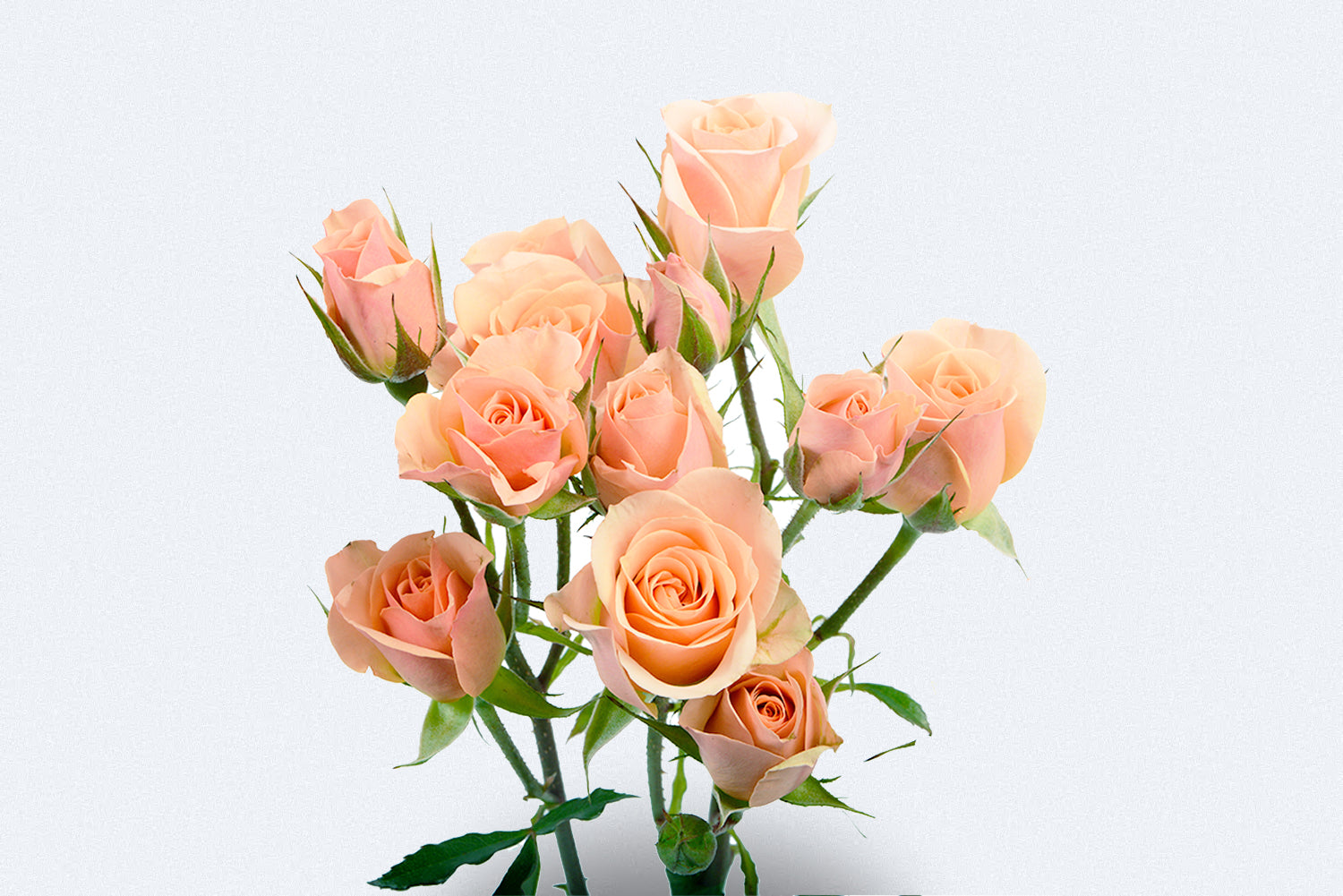 Colombia Direct - Ilse Spray Roses