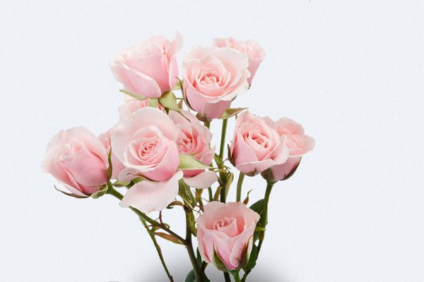 Colombia Direct - Majolika Spray Roses