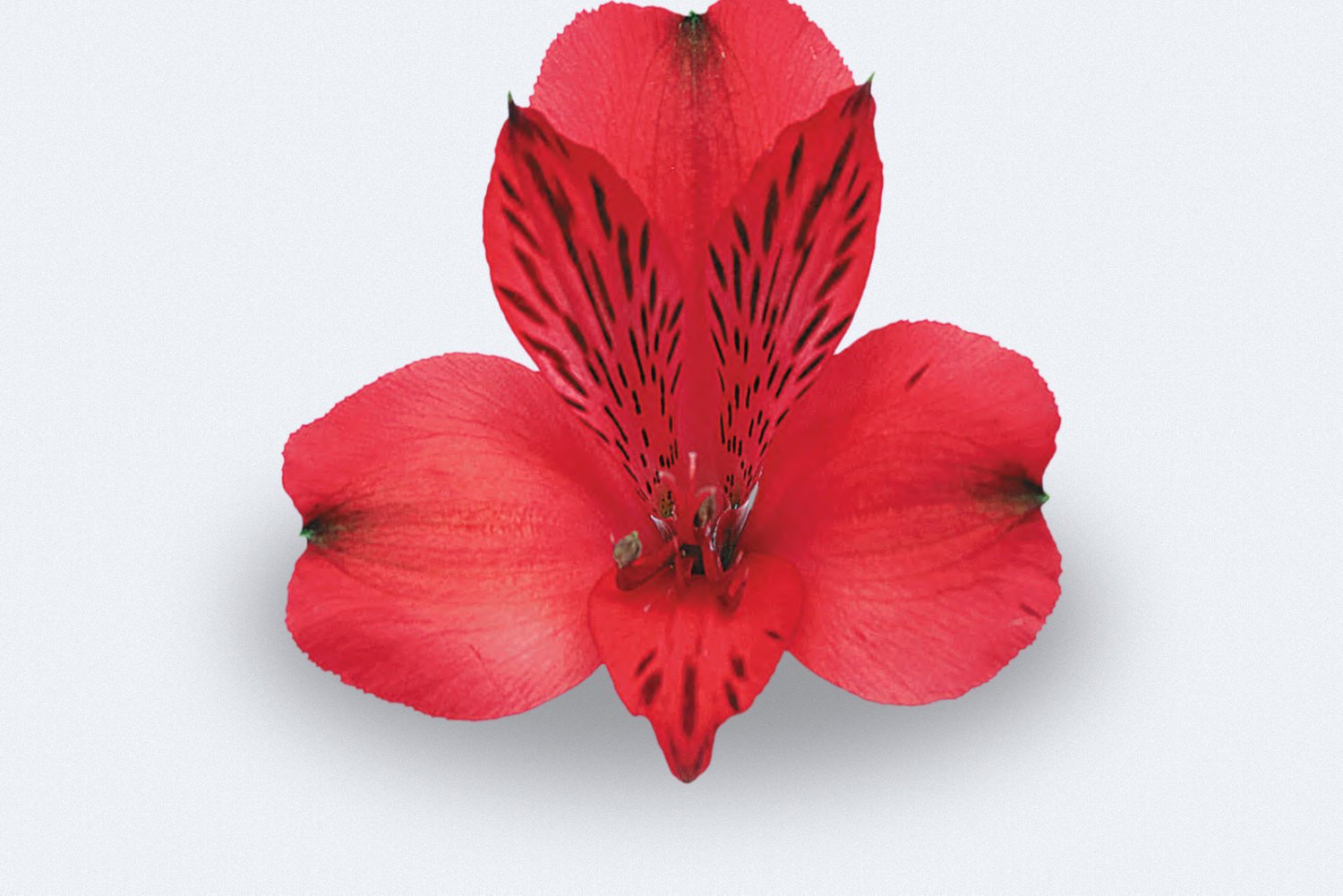 Colombia Direct - Assorted Alstroemeria