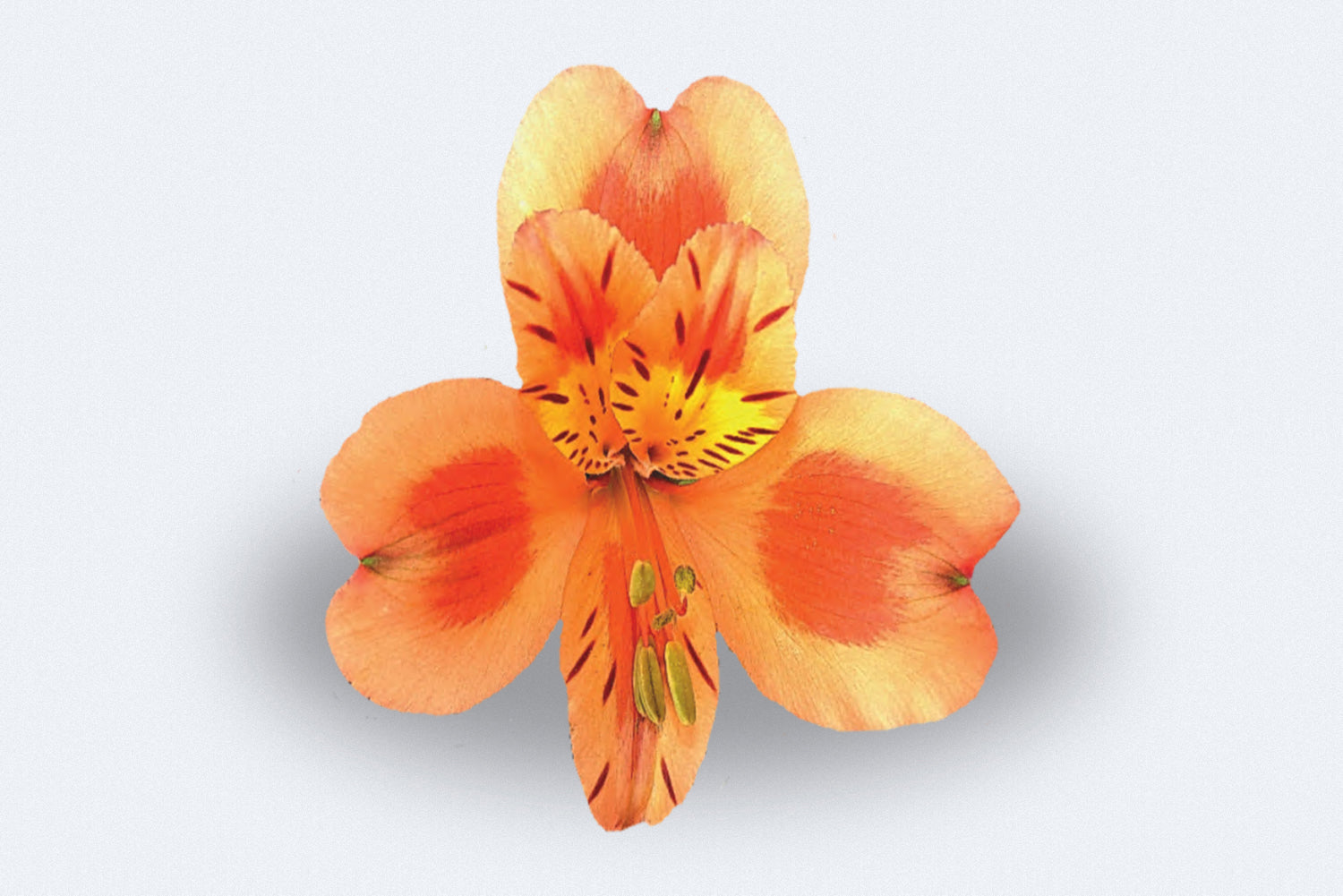 Colombia Direct - Orange Queen Alstroemerias