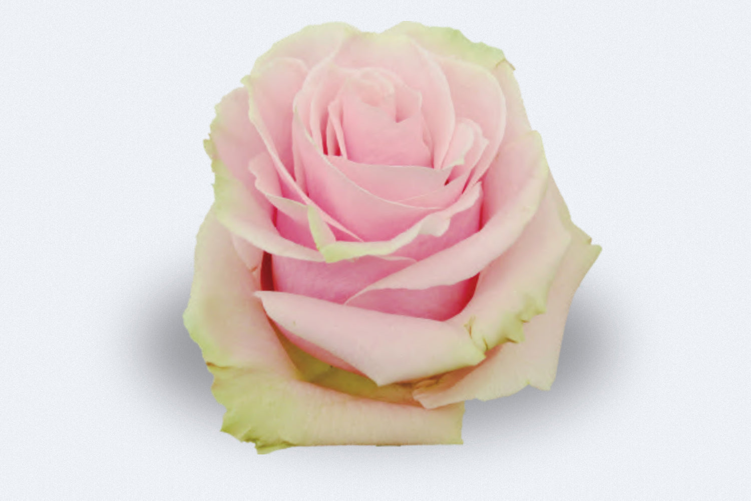 Colombia Direct - Pink Mondial Roses