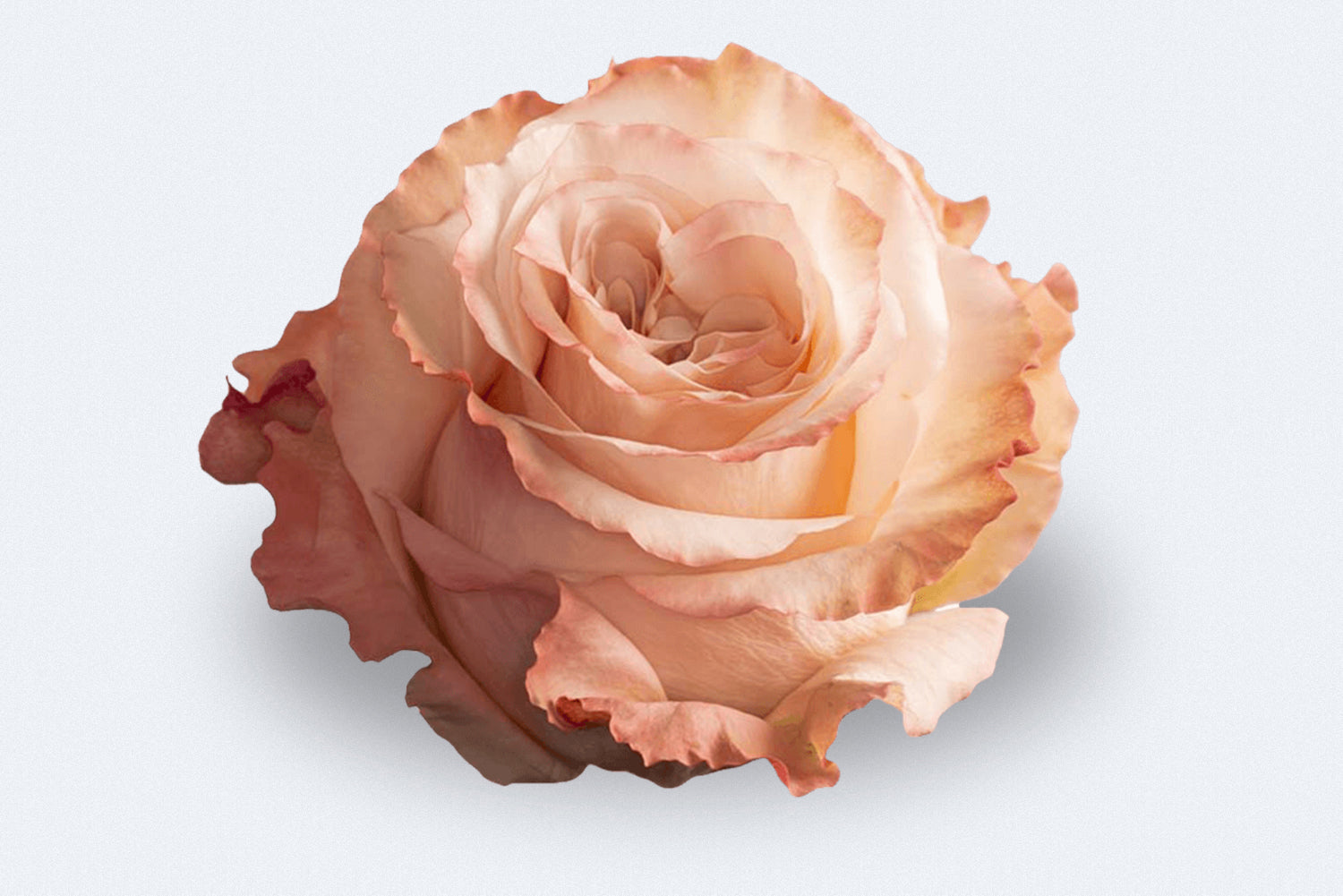 Colombia Direct - Shimmer Roses