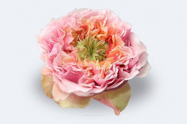 Colombia Direct - Sweet Eye Garden Roses