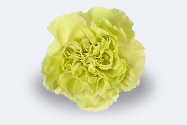 Colombia Direct - Selva Carnations