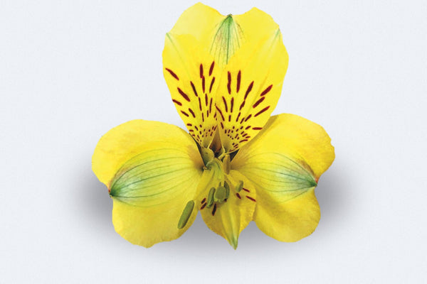 Colombia Direct - Assorted Alstroemeria